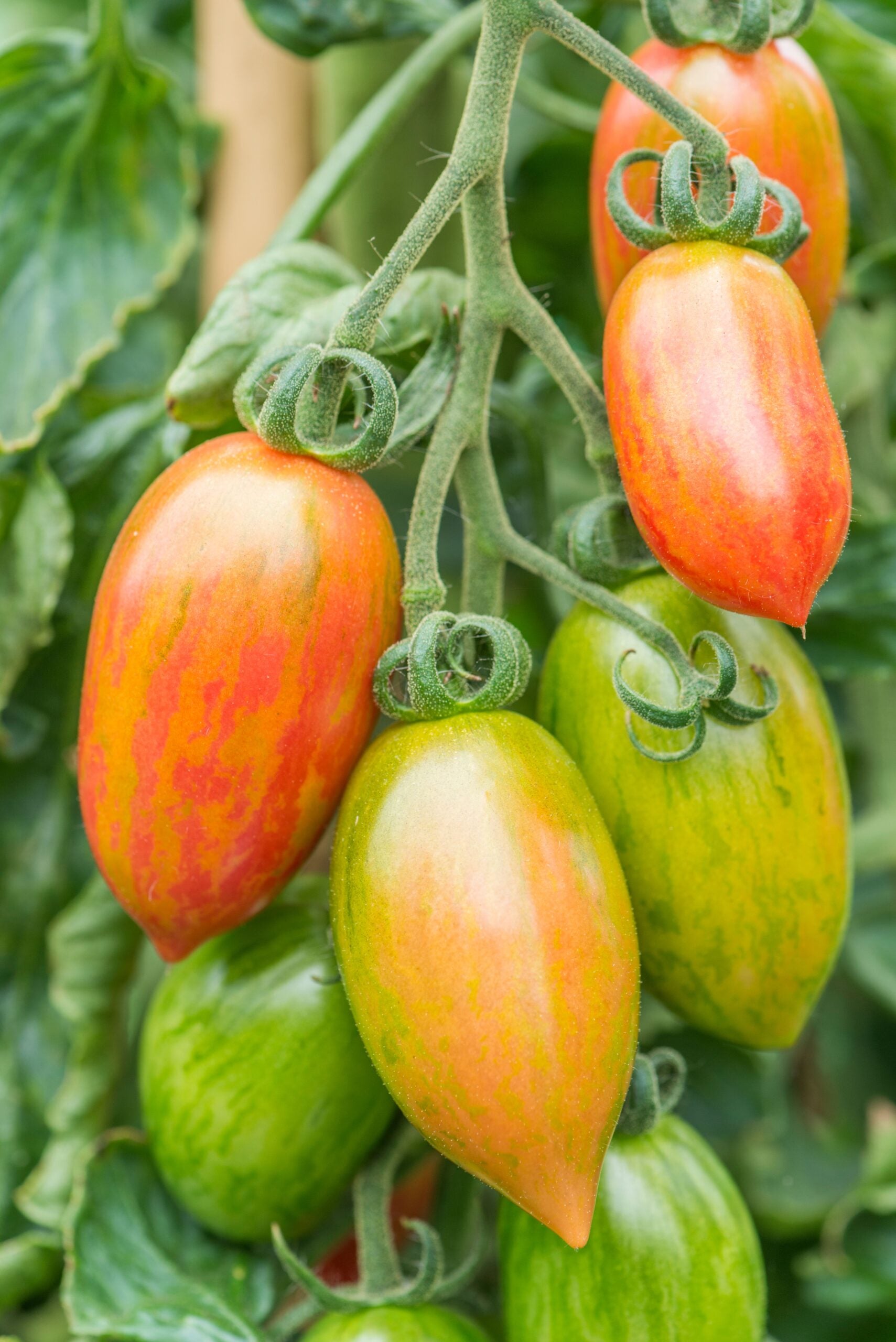 Tomato Cherry Artisan Pink Tiger Vegetable Seeds for Planting – Fresh ...