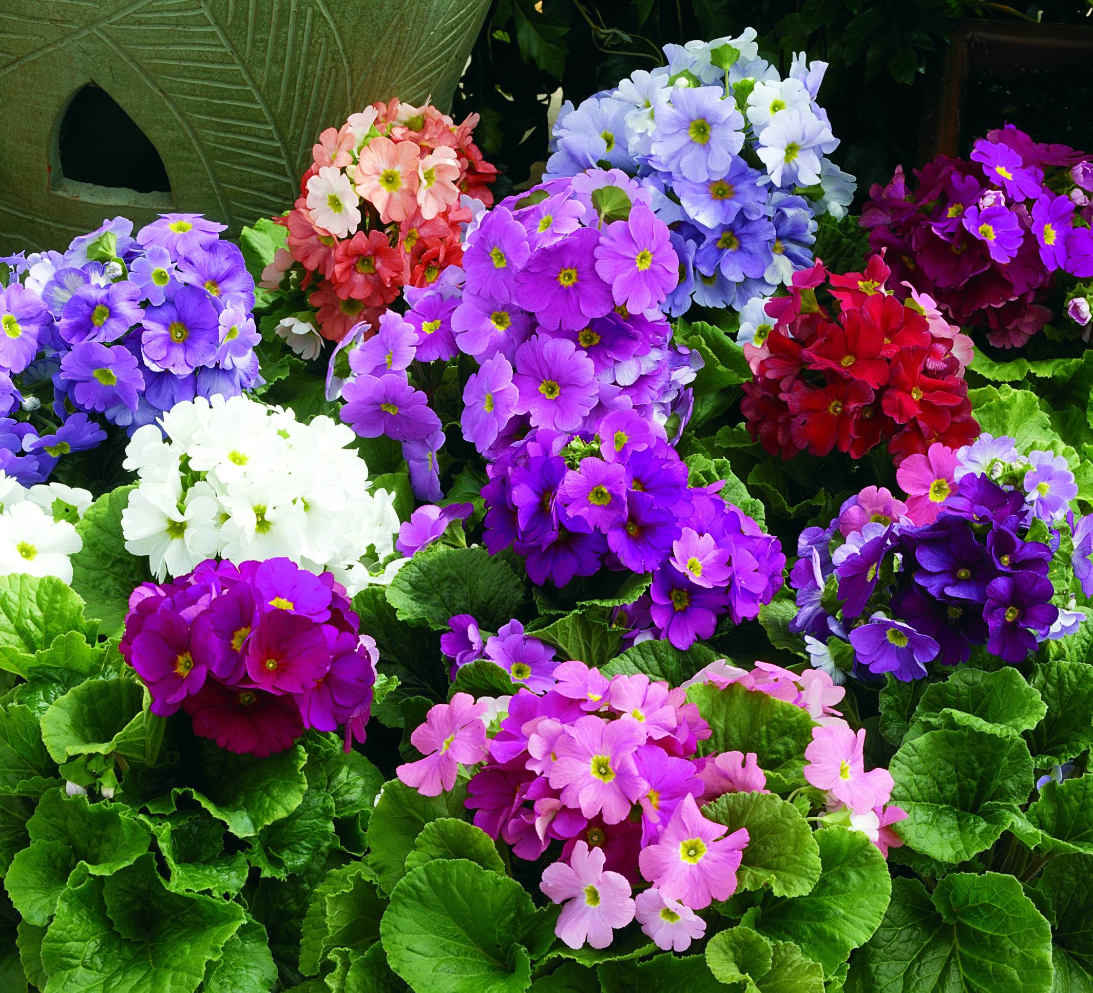 Heirloom Non-GMO Violet Primula Obconica Flower Seeds for Garden Plant ...