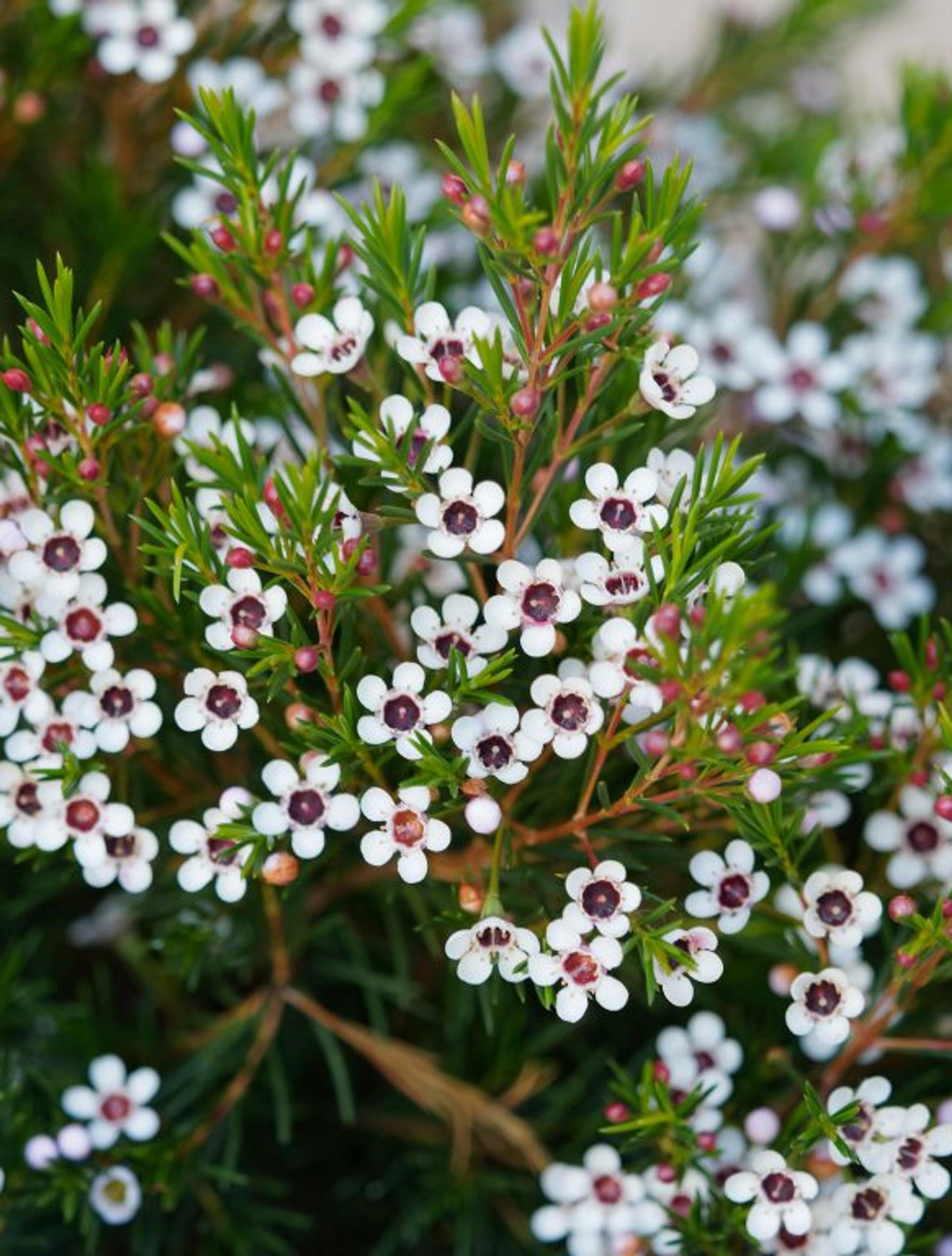 Heirloom Chamelaucium Flower Seeds for Planting – Non-GMO White Blooms ...