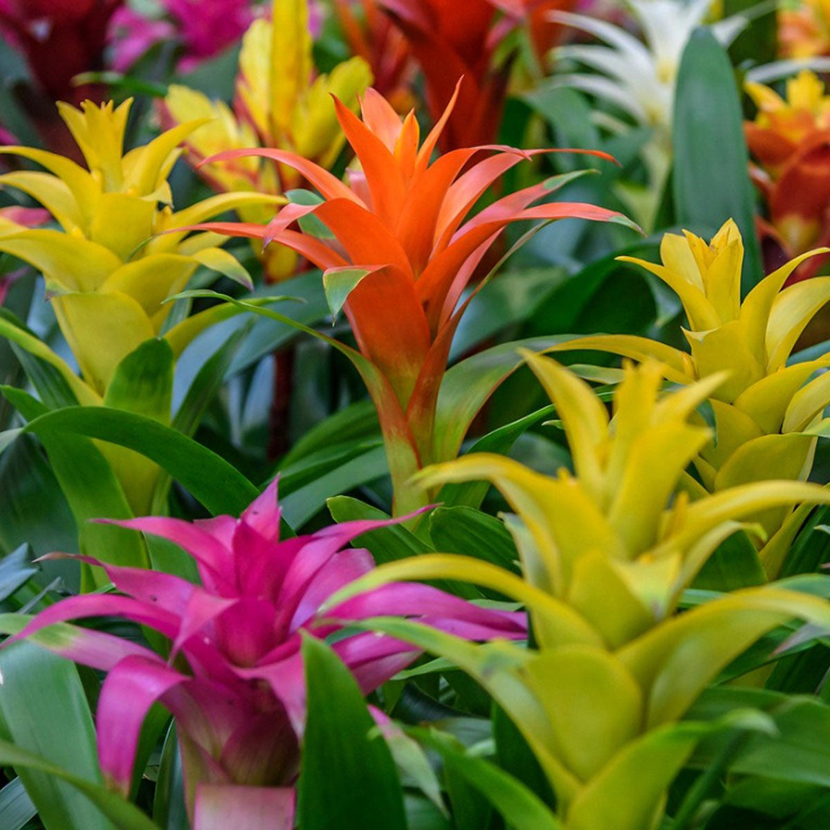 Non-GMO Mixed Bromeliad Flower Seeds for Garden Planting – Exotic Trop ...