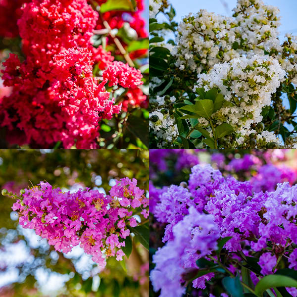 Heirloom Non-GMO Crape Myrtle Multi-Colour Flower Seeds for Planting ...
