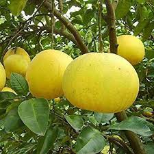 DAFFODILS Pomelo Seeds – Heirloom Non-GMO Citrus – Neeraseeds