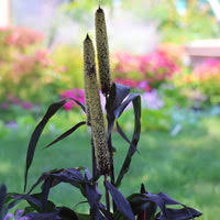 Majesty Millet Plant Seeds for Planting – Heirloom Non-GMO Organic Gar ...