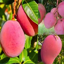 Pink Mango Fruit Seeds for Planting - Growing Juicy, Tropical Mangoes ...