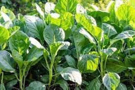 Green Kai-Lan Vegetable Seeds for Planting heirloom & Non-GMO Seeds ...