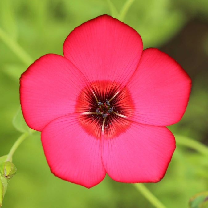 Heirloom Scarlet Flax Flower Seeds, Non-GMO Bright Red Blooms for Gard ...