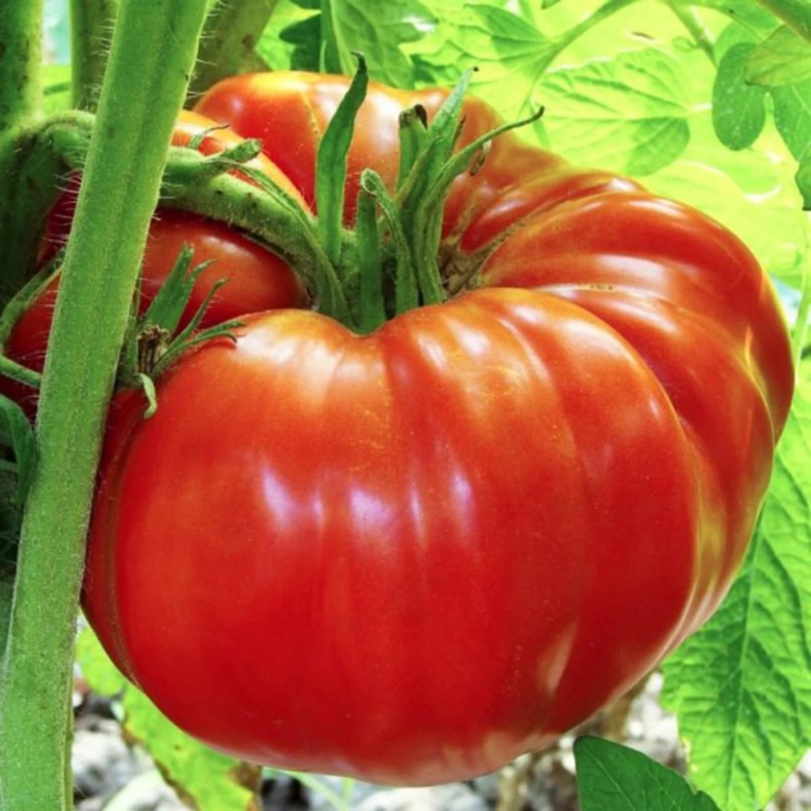 Red Giant Tomato Seeds for Planting – Heirloom, Non-GMO, High Germinat ...