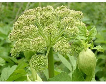 Ashitaba (Angelica Keiskei) Organic Heirloom Garden Seeds | Non-GMO ...