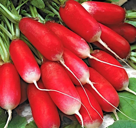 Heirloom Non-GMO Radish Mila Seeds for Vegetable Gardening – High Germ ...
