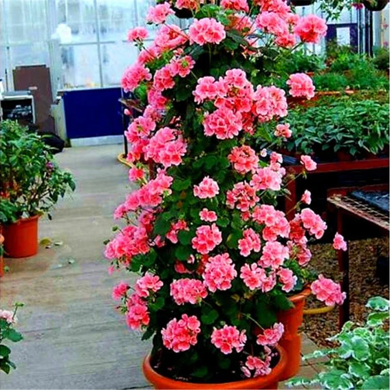 Geranium Flower Perennial Pelargonium Peltatum Flower Seeds for Premium ...