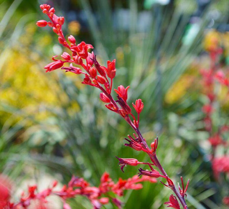 Yucca Flower Seeds – Heirloom Non-GMO – Neeraseeds