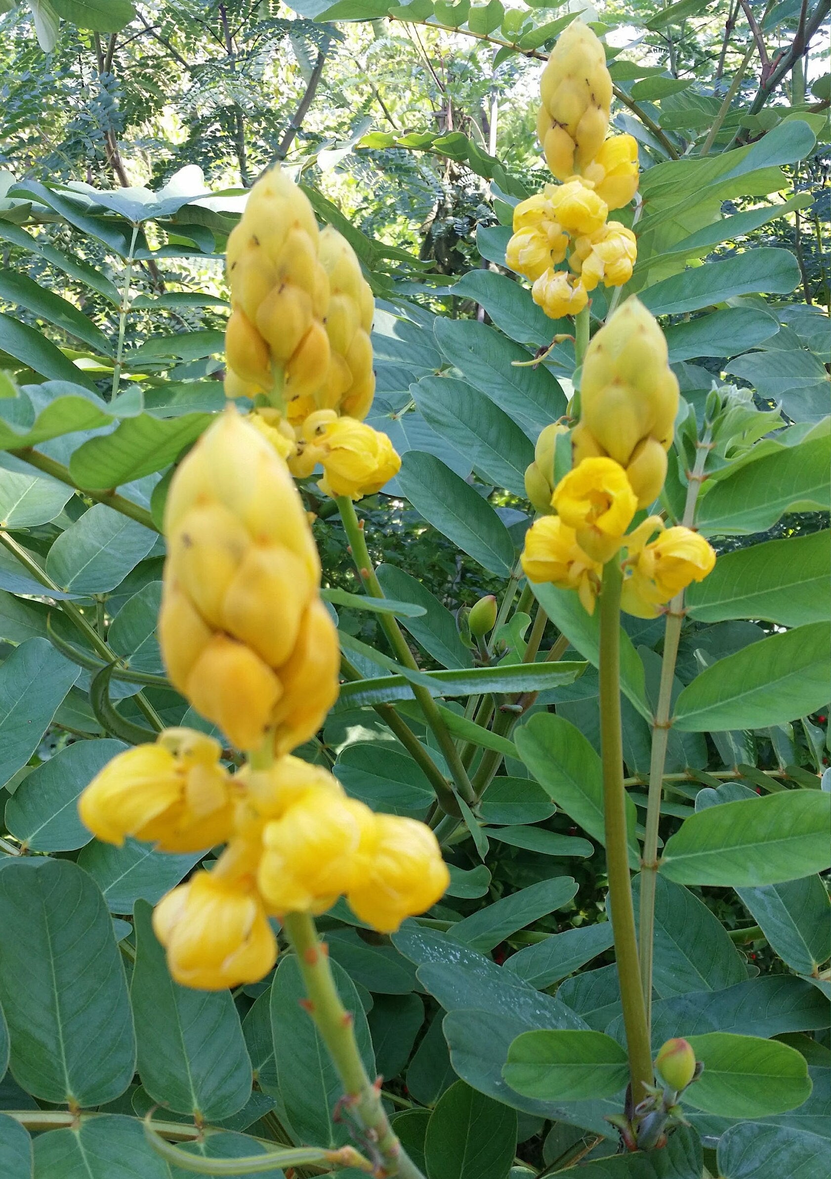 Cassia Alata Flower Seeds for Planting 100 pcs – Neeraseeds