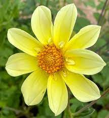 Yellow Collarette Dahlias flower seeds for Planting – Vibrant Colors ...
