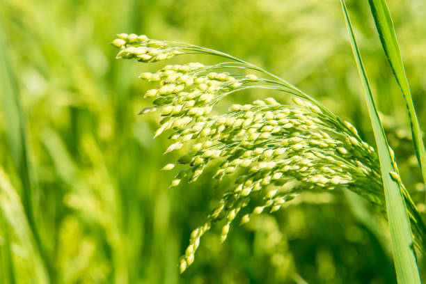 White Proso Millet Seeds for Planting – Non-GMO Heirloom Organic Garde ...