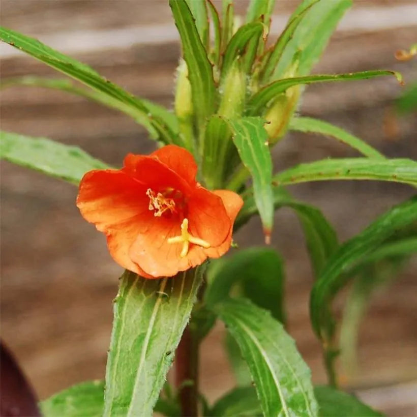 Orange Evening Primrose Seeds for Planting – Organic Heirloom Non-GMO ...