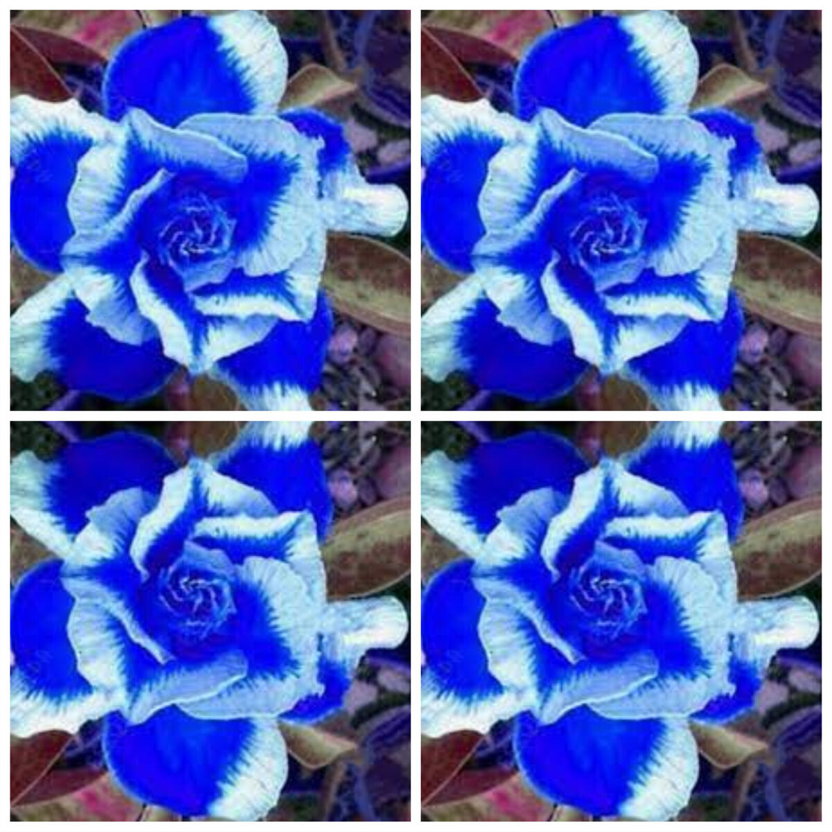 Deep Blue Adenium Obesum Seeds – Desert Rose – Neeraseeds