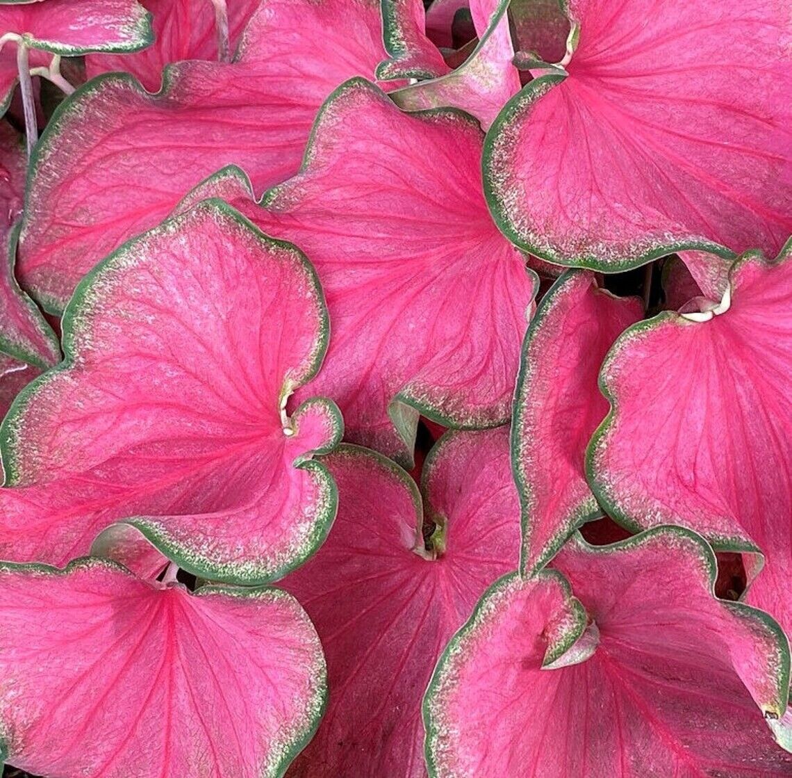 Heirloom Caladium Bicolor Deep Pink Flower Seeds - Non-GMO, High Germi ...