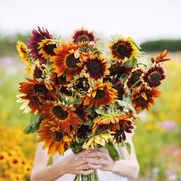 Heirloom Multi-Colored Sunflower Seeds for Planting – Non-GMO, Vibrant ...
