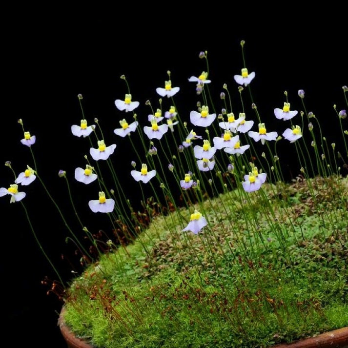 White Utricularia Bisquamata Plant Seeds for Garden Planting – Heirloo ...