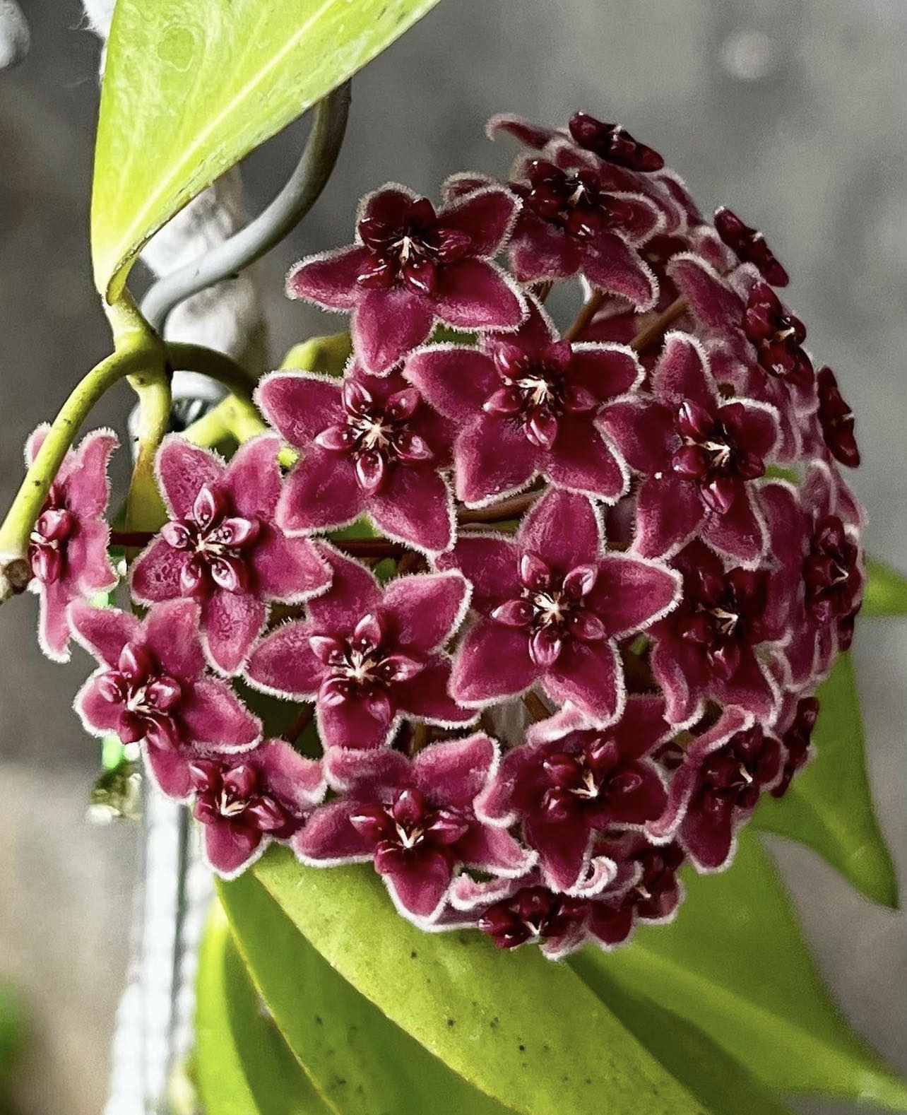 Red Carnosa Flower Seeds - 300 pcs – Neeraseeds